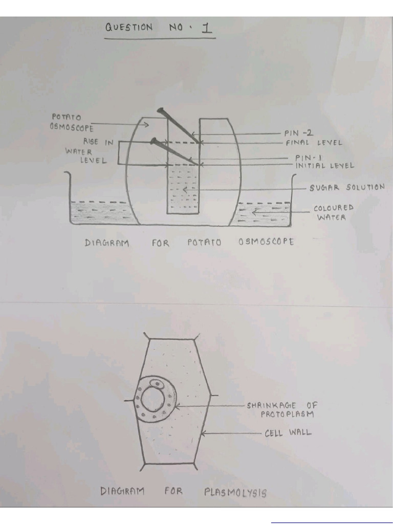 Diagrams and Table For HSC Board Practical Exam | PDF