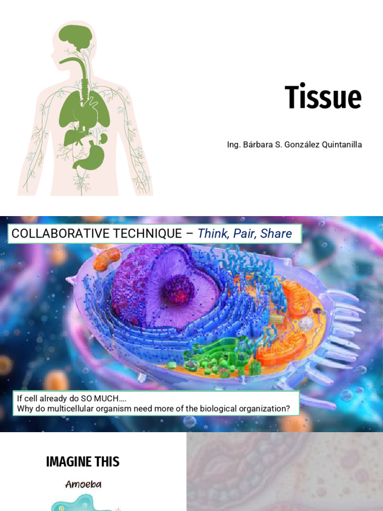 1 - Tissue | PDF | Tissue (Biology) | Skeletal Muscle