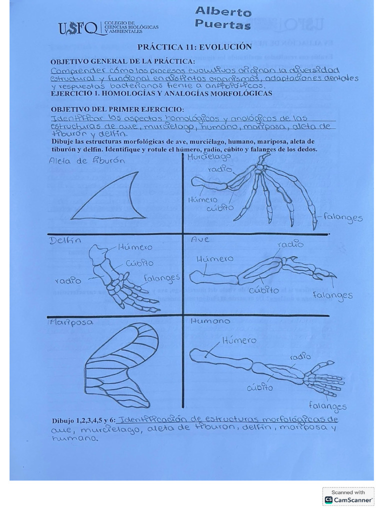 Práctica 11. Evolución | PDF
