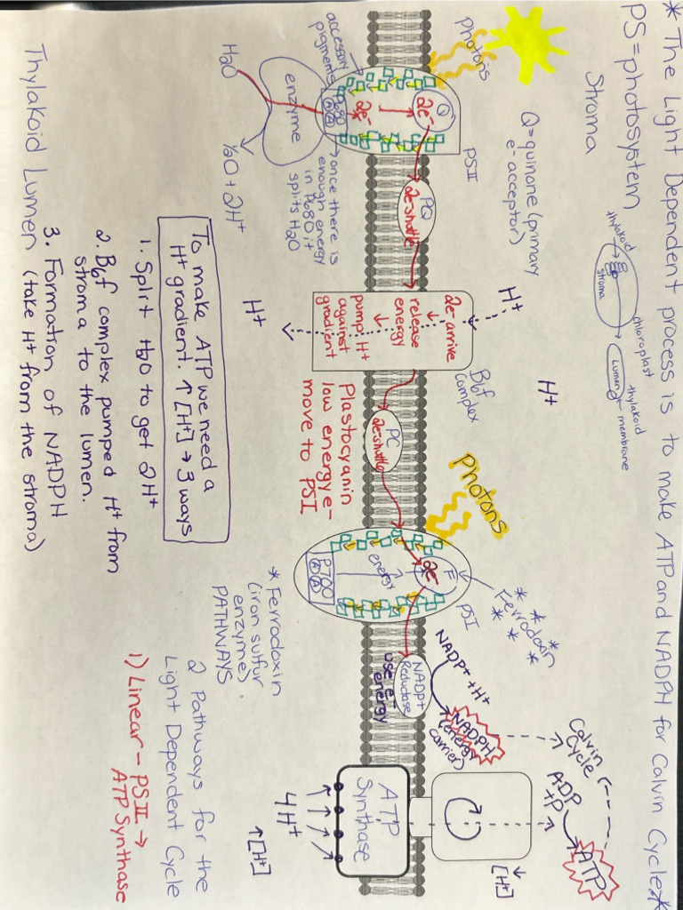 Linear Pathway LIGHT CYCLE (1) | PDF