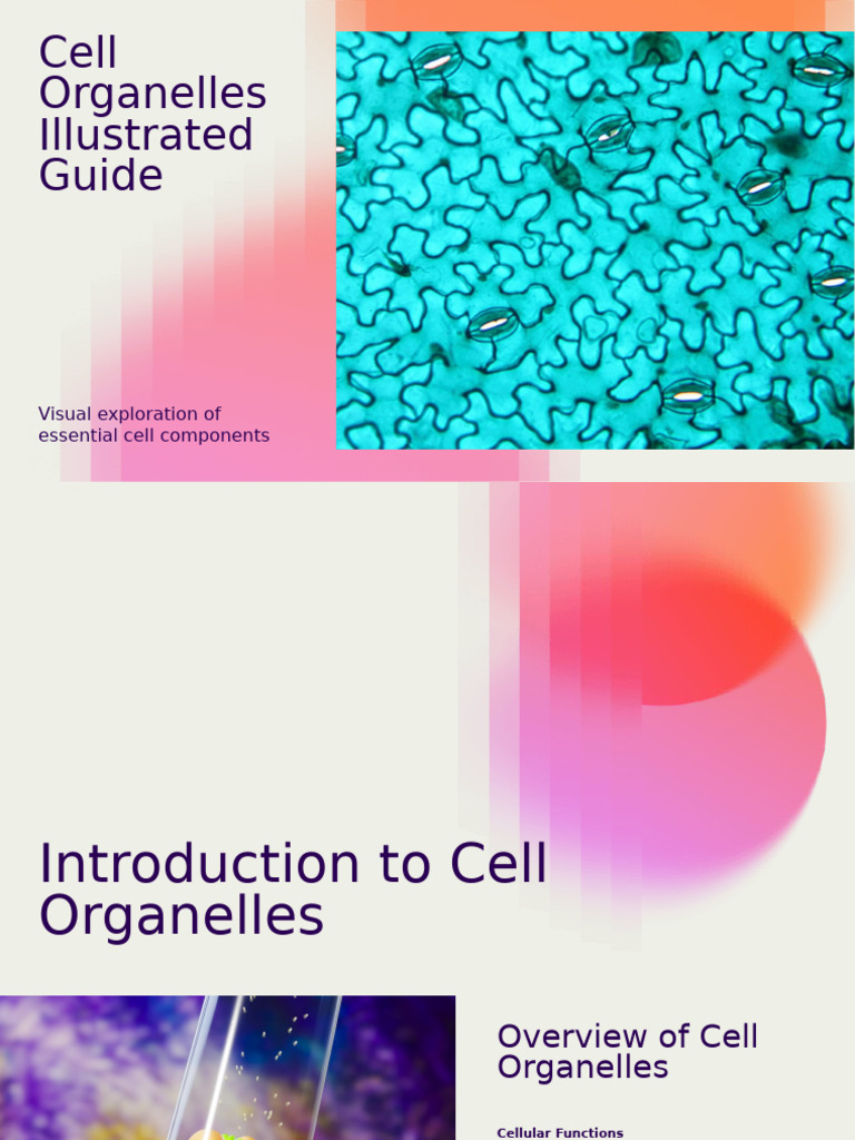 Cell Organelles Illustrated Presentation | PDF | Cell (Biology ...