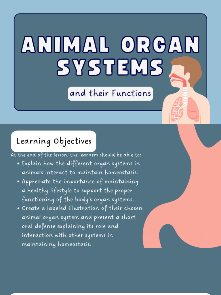 Animal Organ System and Their Functions | PDF | Human Body ...