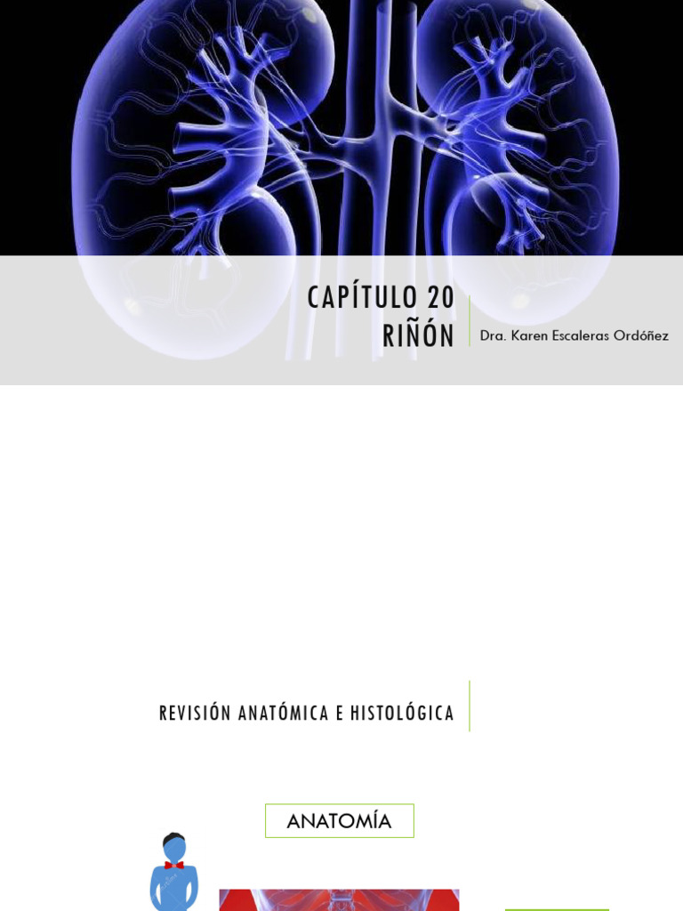 CAPÍTULO 20 Riñón | PDF | Riñón | Anatomía