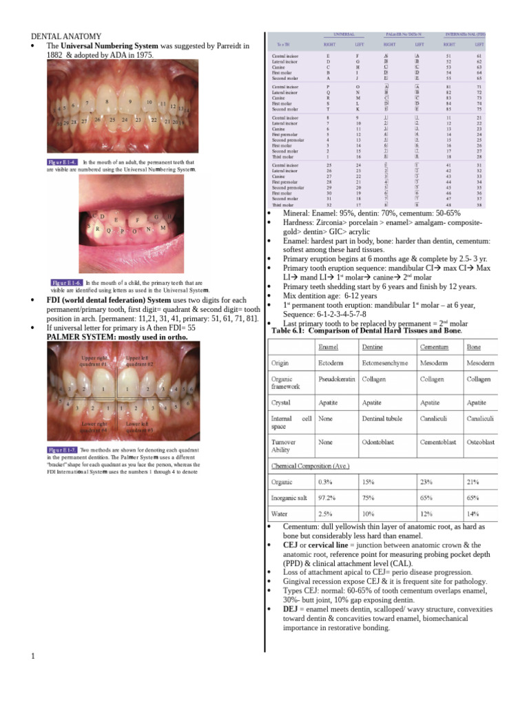 Anatomy Dental | PDF | Dental Anatomy | Primate Anatomy