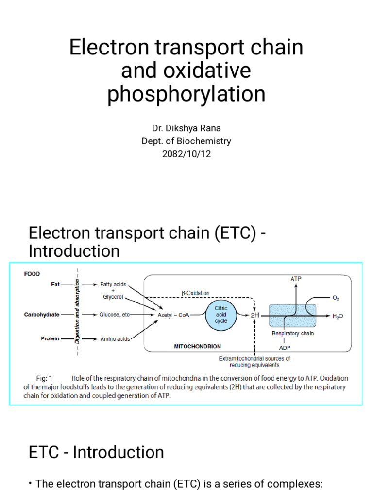 electron transport chain and oxidative phosphorylation II | PDF ...