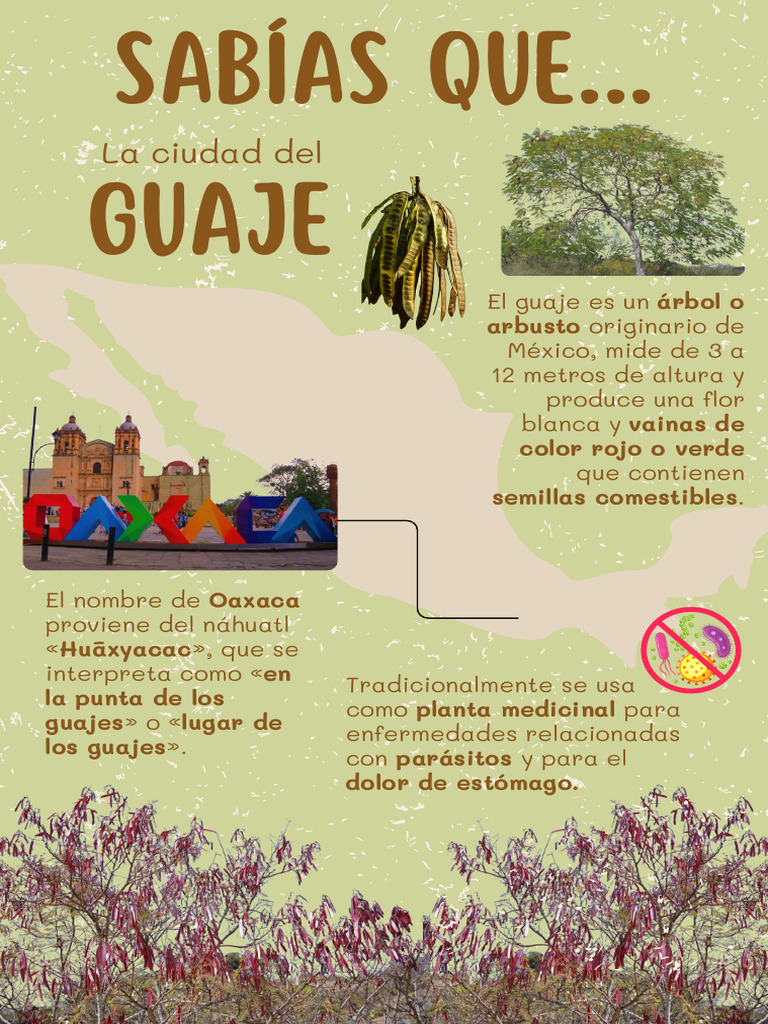Ciudad Del Guaje | PDF