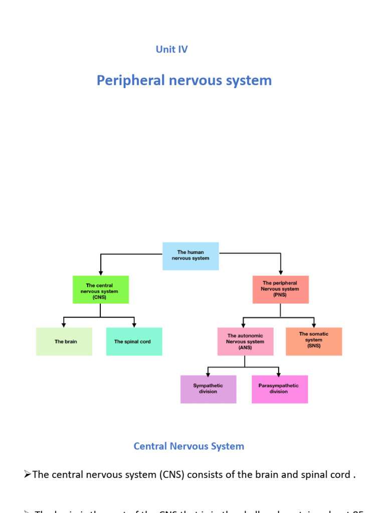 Peripheral Nervous System | PDF | Autonomic Nervous System ...