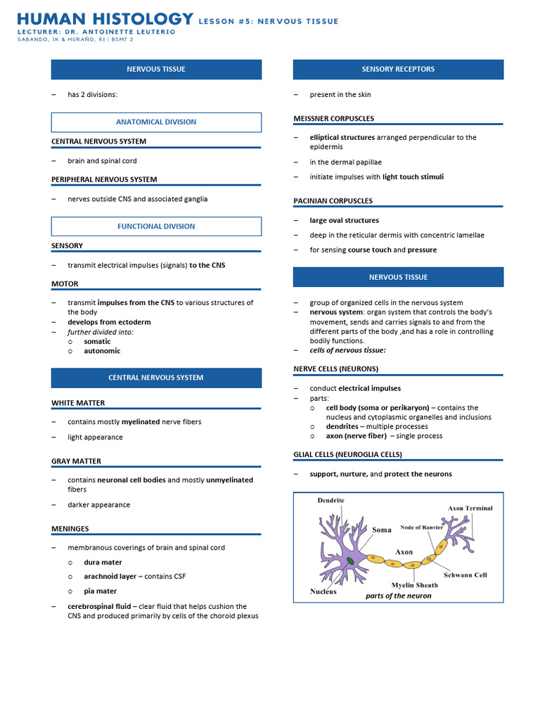 LEC#5 - Nervous Tissue | PDF | Axon | Neuron
