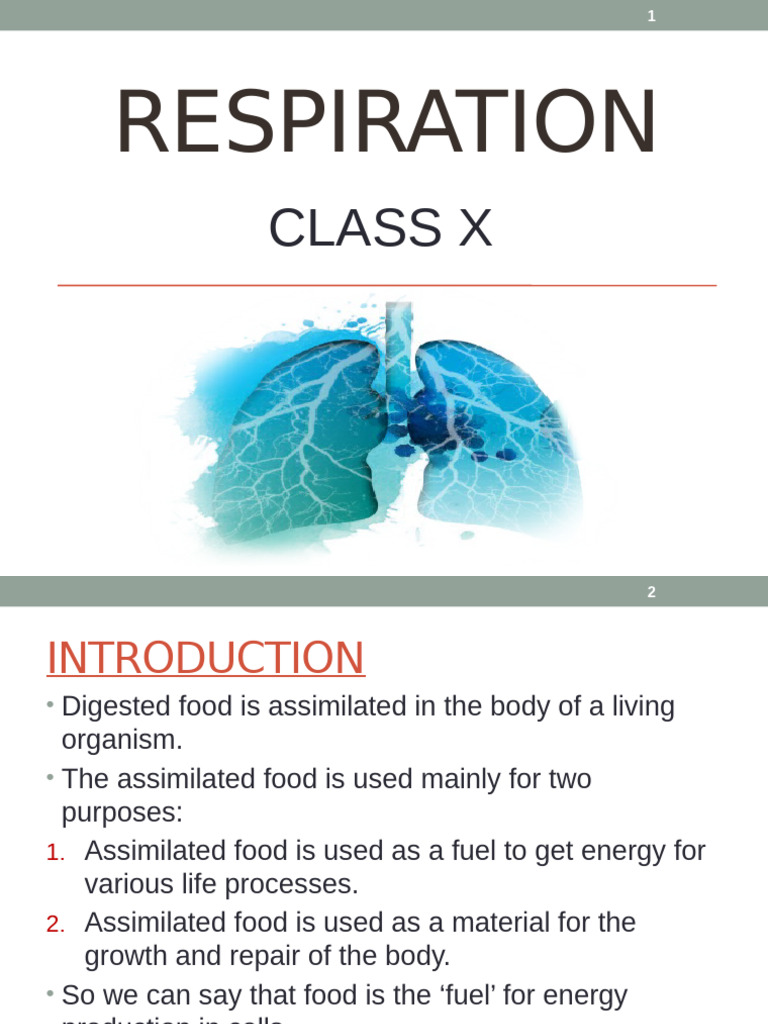 Bio Respiration PPT 1 | PDF | Respiratory System | Cellular Respiration