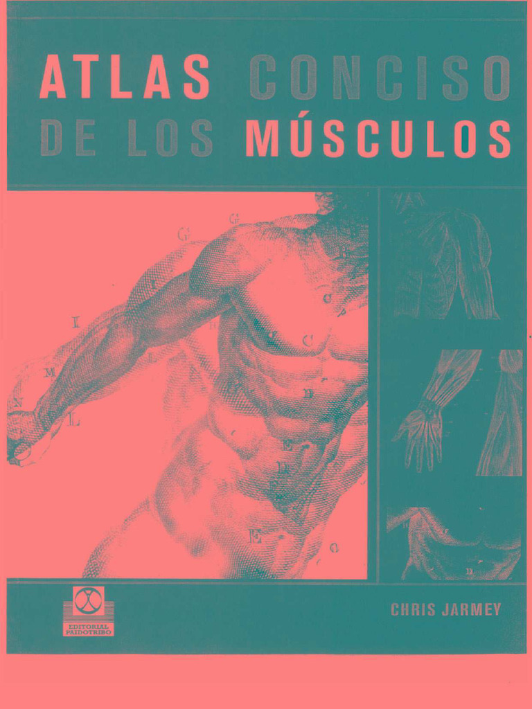 Atlas Conciso de Los Musculos | PDF