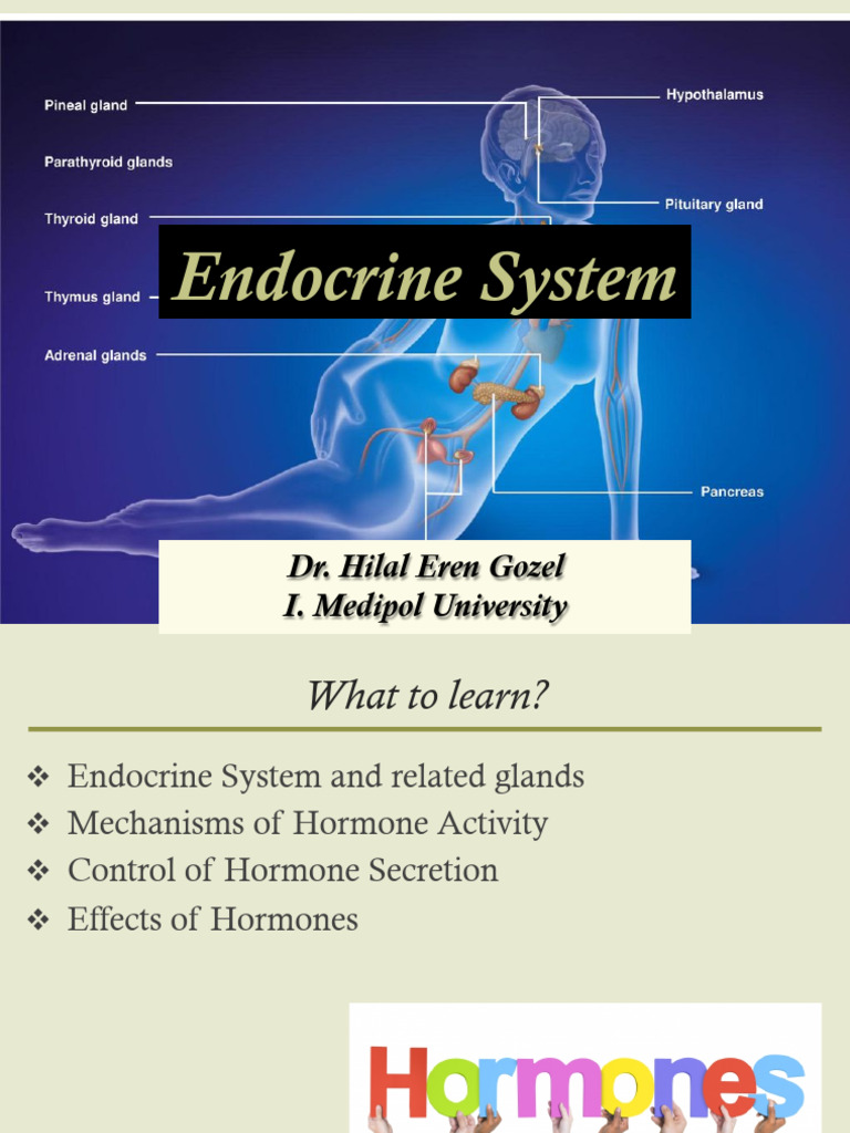 Endocrine System | PDF | Pituitary Gland | Hormone