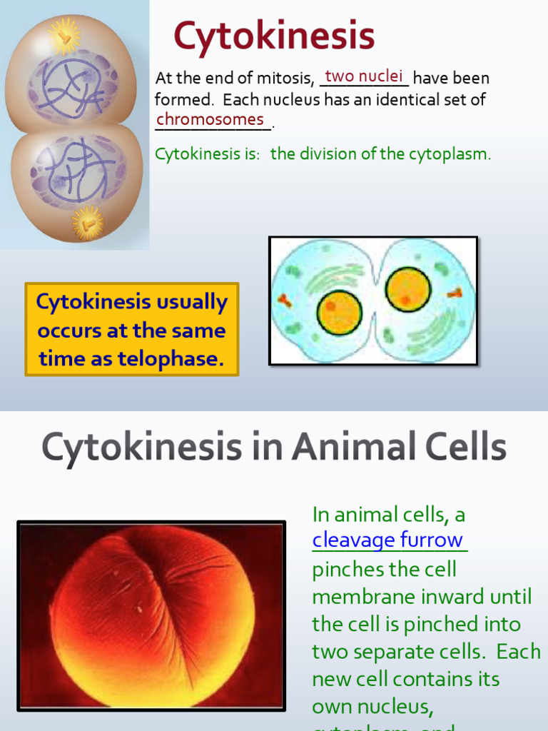 Cell Division Quiz 2 (2) | PDF | Mitosis | Cell (Biology)