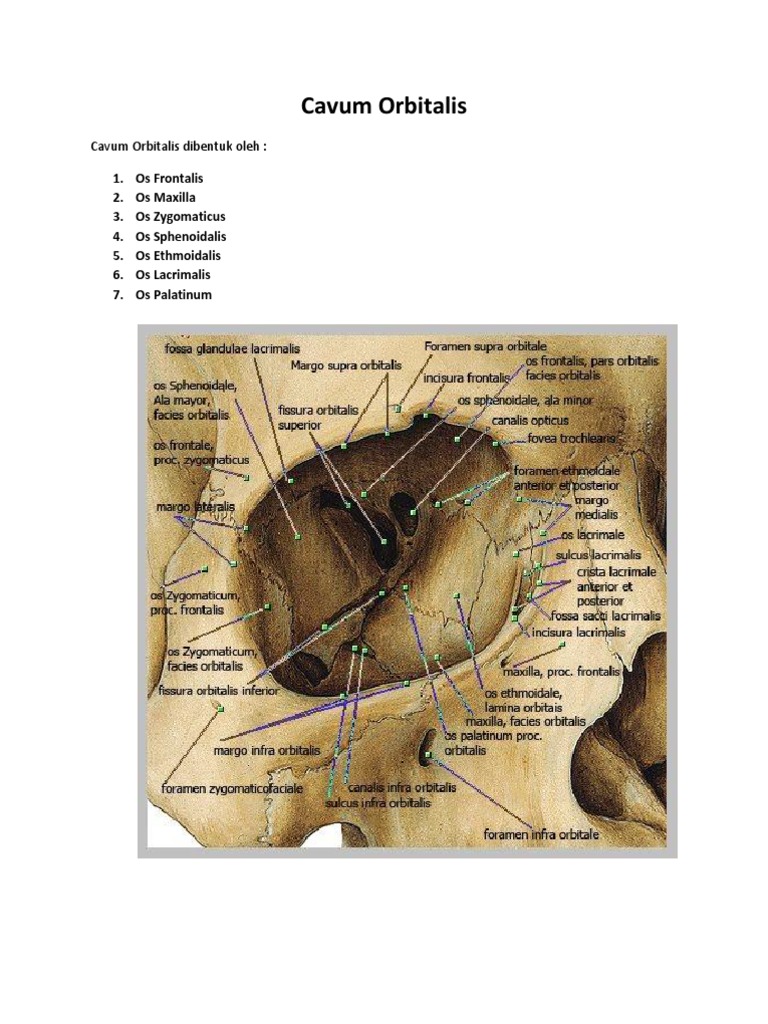 Tulang Pembentuk Cavum Orbita | PDF