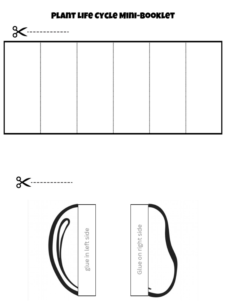 Plant Life Cycle Mini-Booklet | PDF | Plants | Flowers