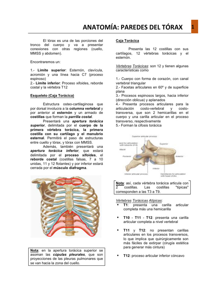 Anatomia Paredes Del Torax | PDF | Tórax | Pecho
