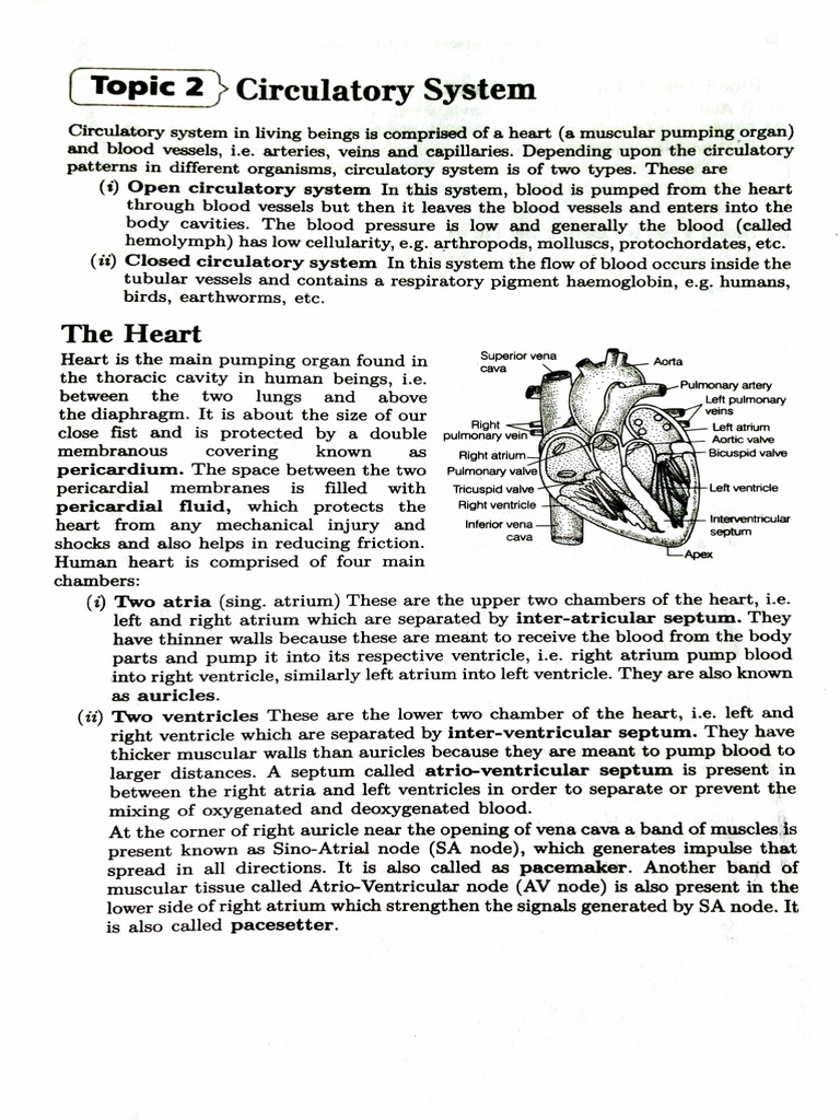 Circulation - Structure of Heart | PDF | Heart Valve | Atrium (Heart)
