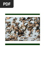 Brian's Struggles in Hatchet Chapters 15-16 | PDF | Young Adult