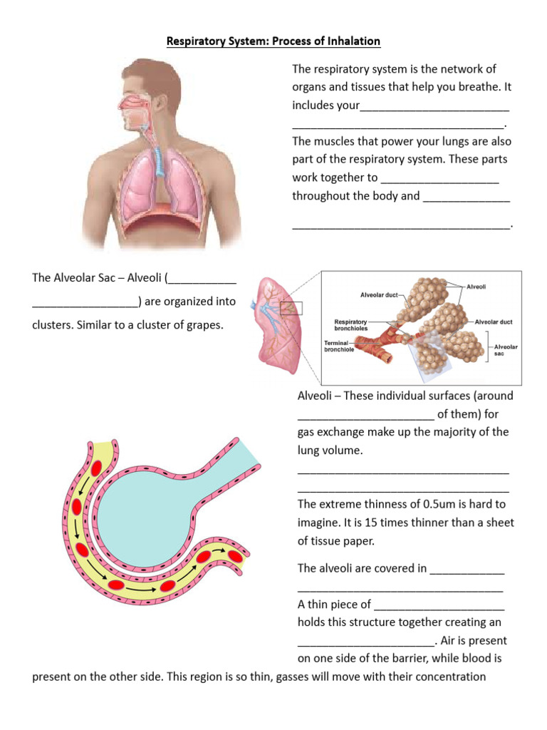 Respiratory System - Process of Inhalation | PDF | Lung | Respiratory ...