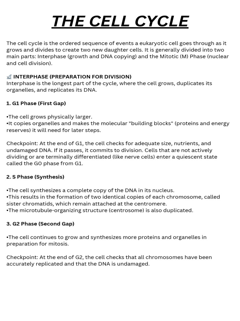 THE-CELL-CYCLE_20251118_203500_0000 (1) | PDF | Mitosis | Meiosis