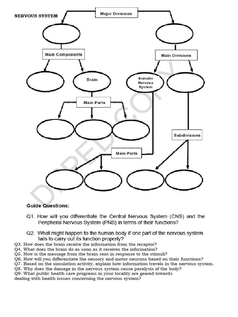 Activity Nervous System | PDF