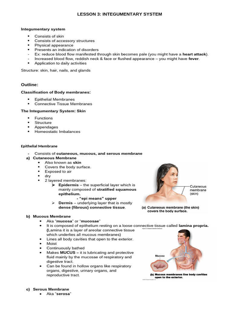 LESSON 3-Integumentary System SUM | PDF | Skin | Epithelium