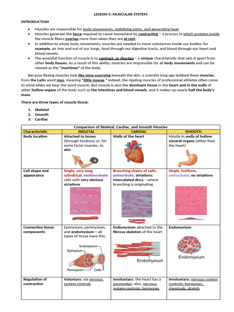 Lesson 5 - The Muscular System | PDF | Muscle Contraction | Skeletal Muscle
