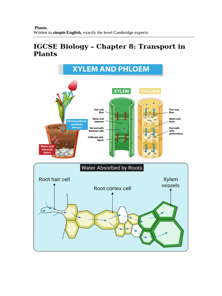 IGCSE Biology - Chapter 8: Transport in Plants | PDF | Tissue (Biology ...