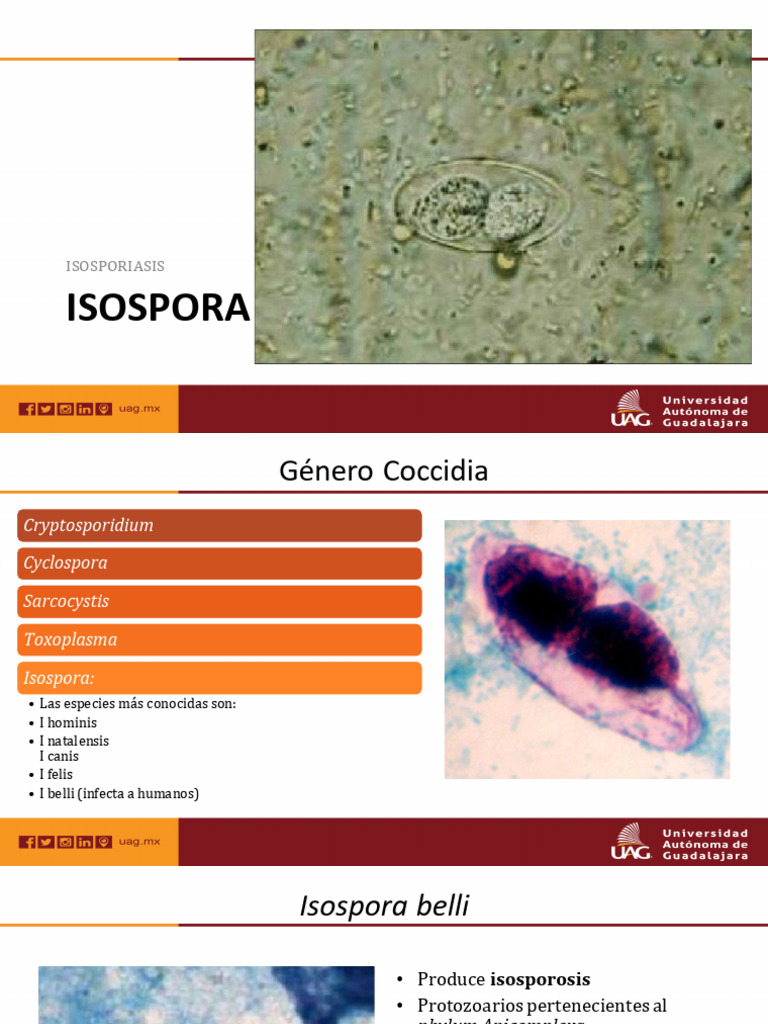 65.+Isospora%2C+microsporidium%2C+balantidium+%281%29 | PDF ...