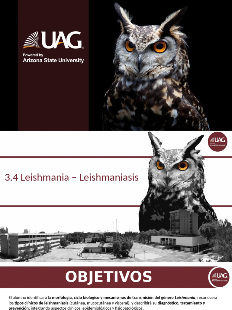 3.4.+Leishmania+%E2%80%93+Leishmaniasis | PDF