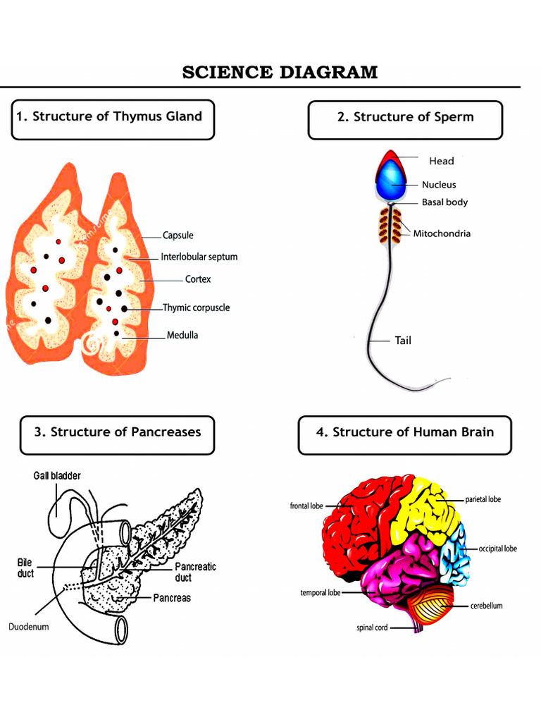 10th Science Important Diagram | PDF