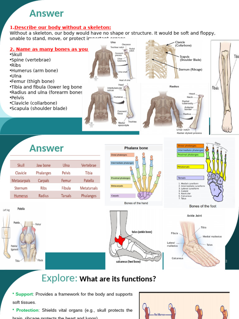 Anatomy Term 2 | PDF | Vertebra | Muscle Contraction