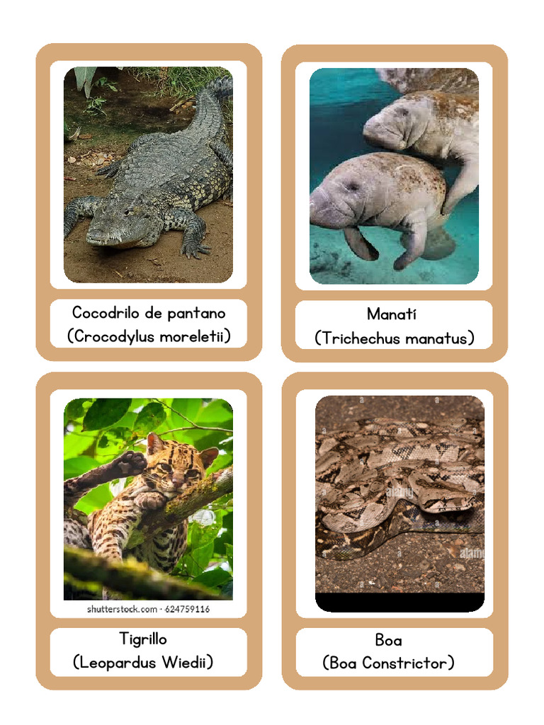 Flora y fauna del manglar_20251216_201721_0000 | PDF