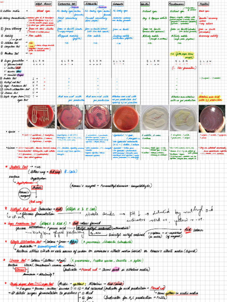 MICRO- Biochemical Tests & Bacteria Identification | PDF ...