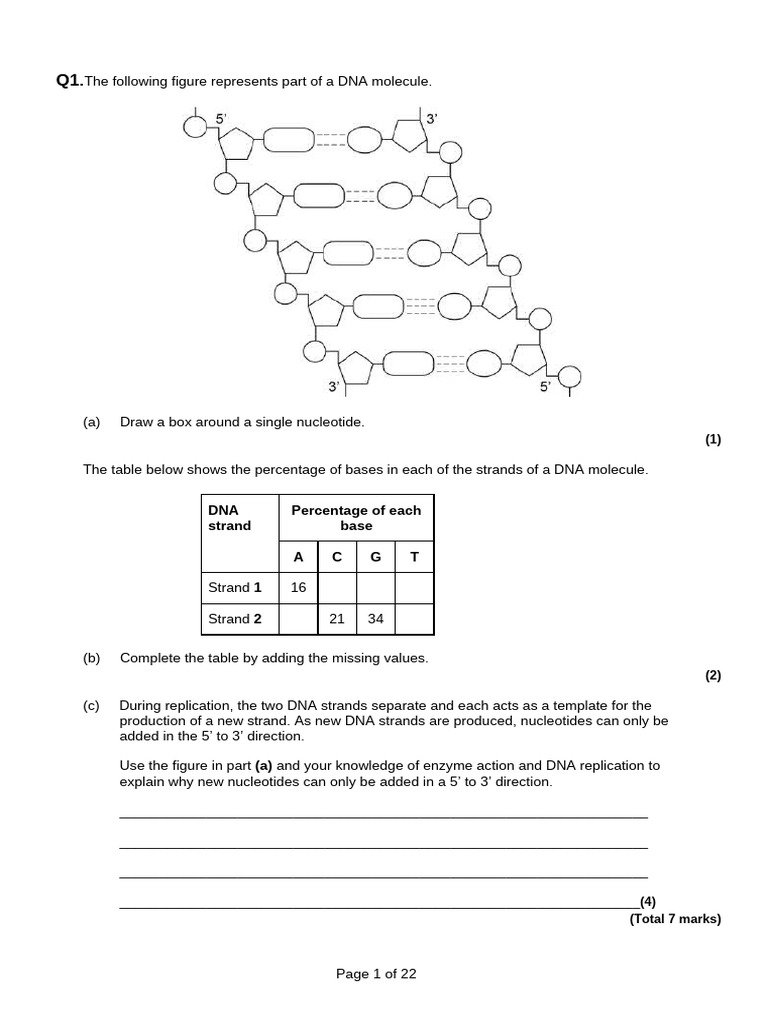 DNA Questions Cut | PDF | Dna | Base Pair