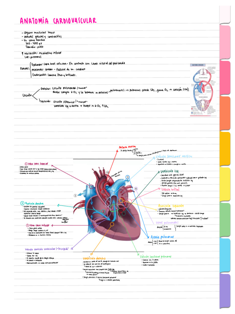 Libreta Para Good Notes Ramcesito | PDF | Ventrículo (corazón) | Corazón