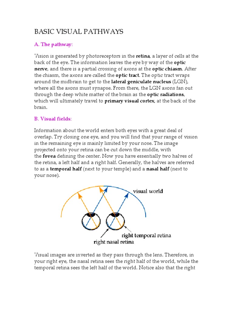 Textbook Chapter - Visual Pathways | PDF | Visual System | Retina