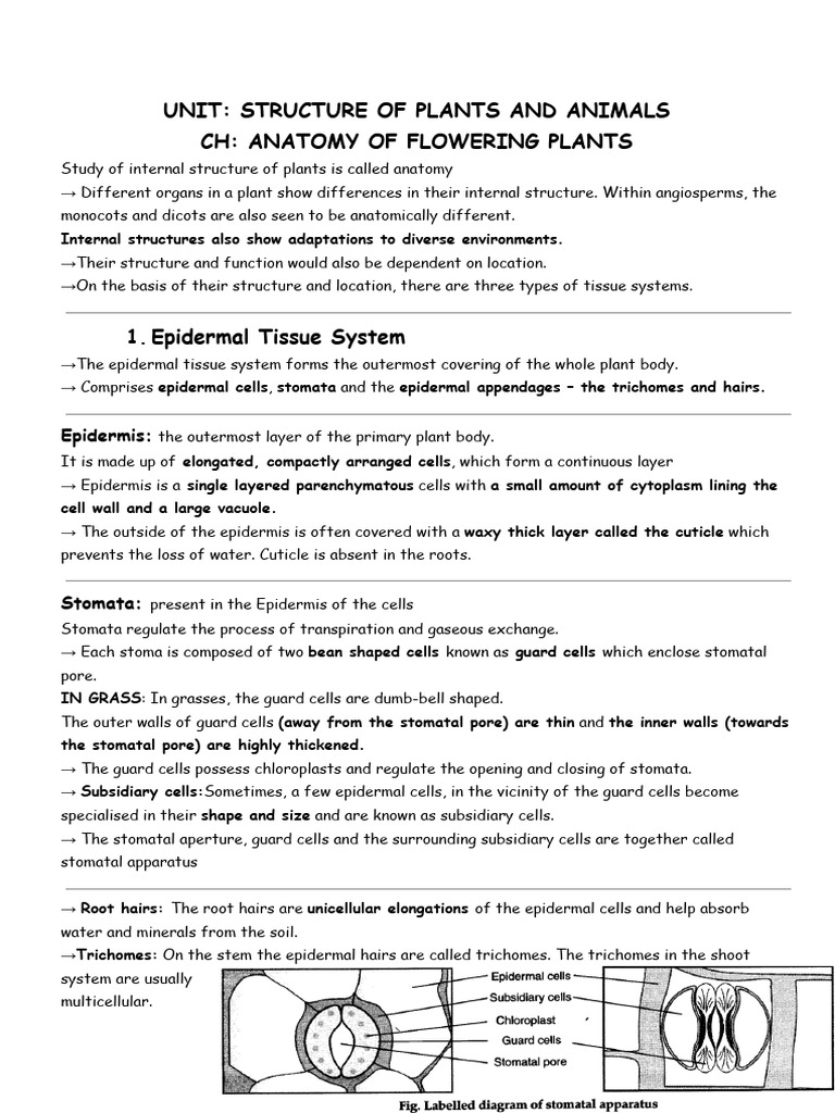 Unit - Structure of Plants and Animals | PDF | Leaf | Connective Tissue