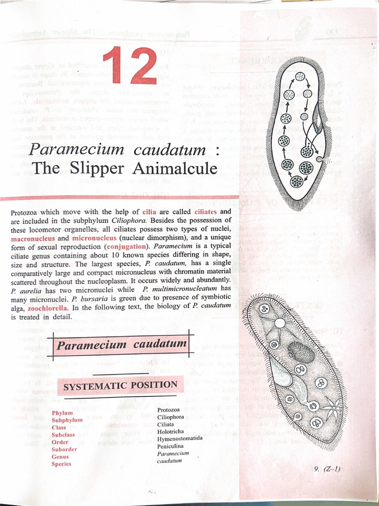 Paramecium (Zoology) | PDF