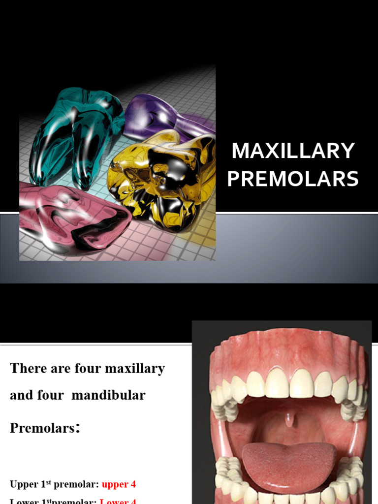 maxillary premolars | PDF | Dental Anatomy | Dentistry