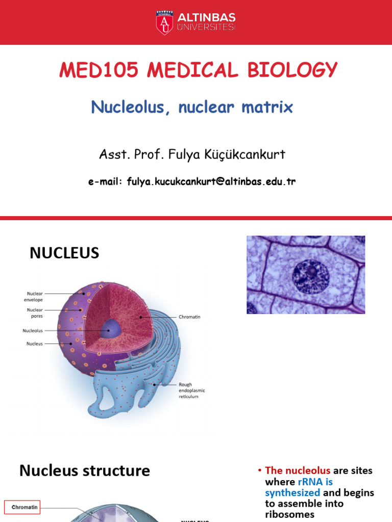 MED105_Nucleolus and nuclear matrix | PDF | Cell Nucleus | Ribosomal Rna
