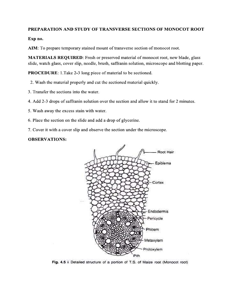 Preparation and Study of Transverse Sections of Monocot Root | PDF