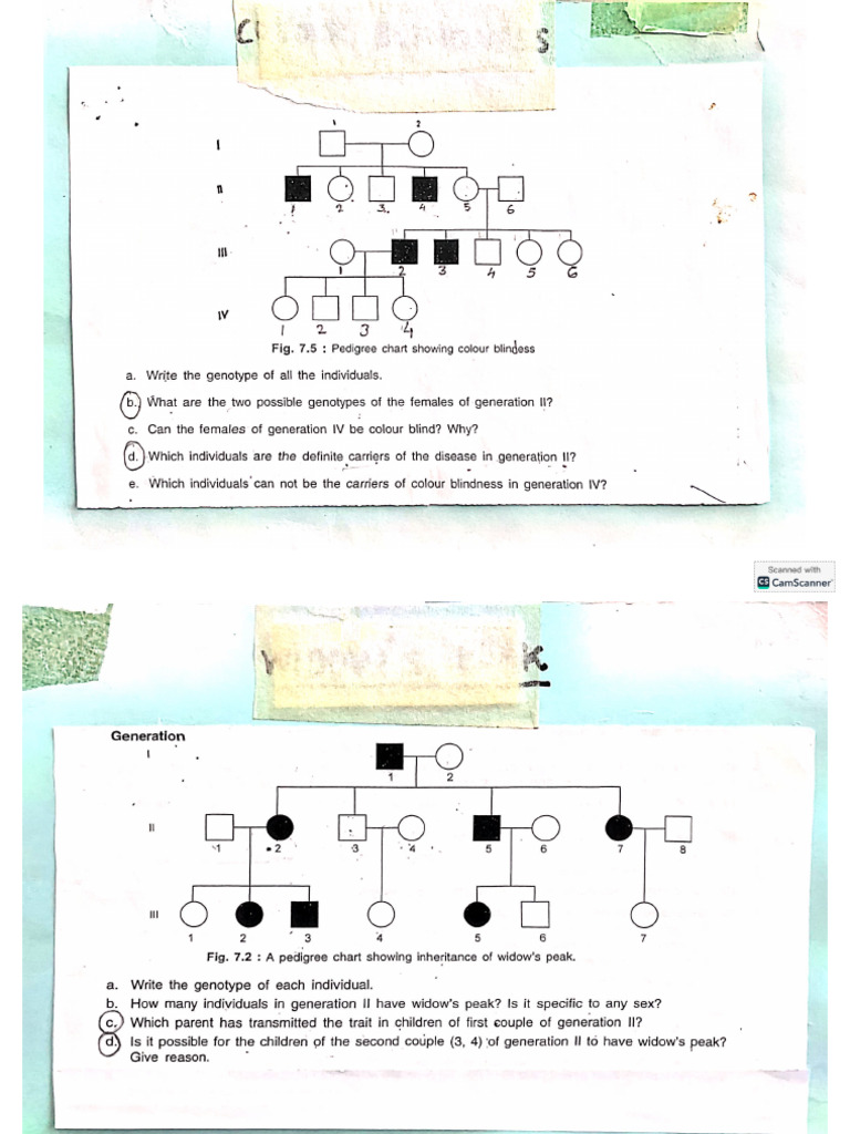 Viva Identification Cards | PDF