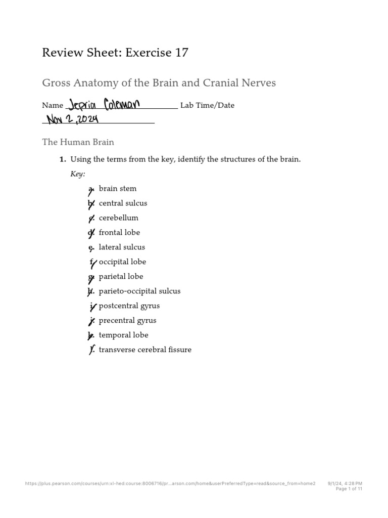 Review Sheet - Exercise 17 | PDF | Cerebrum | Brainstem