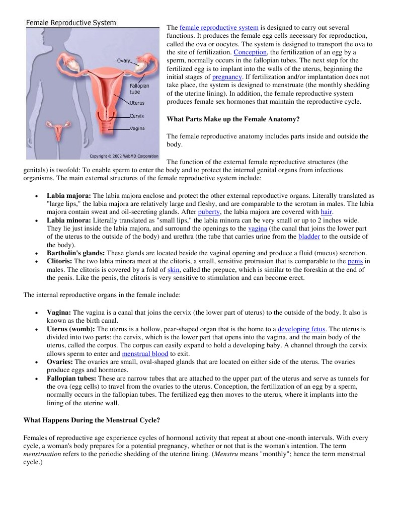 The Female Reproductive System is Designed to Carry Out Several ...