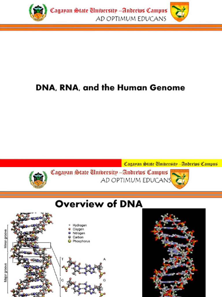 DNA RNA and the Human Genome | PDF
