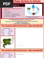 Frog vs Human Organ Systems Explained | PDF | Human Digestive System ...