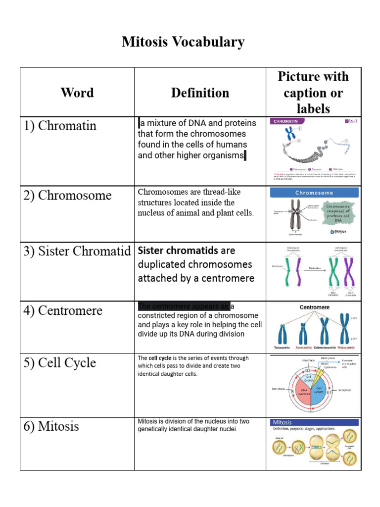 ISAAC FERNANDEZ - Mitosis Vocab List | PDF | Mitosis | Chromosome