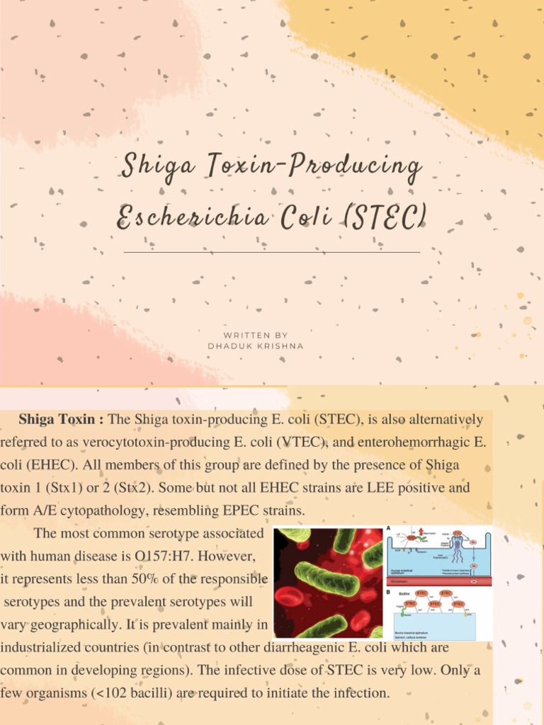 Shiga Toxin-Producing Escherichia Coli (STEC) | PDF