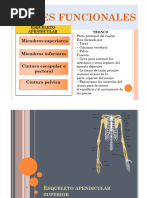 Anatomía del Húmero y sus Partes | PDF | Hombro | Sistema ...