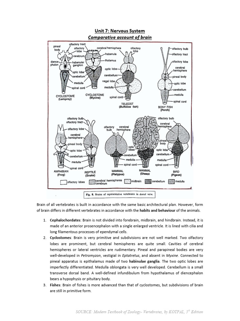 Comparative Anatomy of Brain | PDF | Cerebrum | Brain